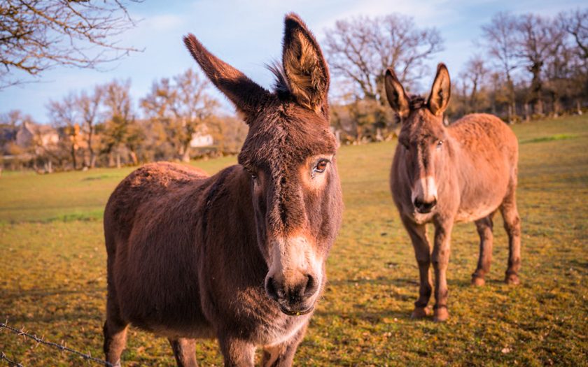 Bienvenue Chez Asinus - Asinus